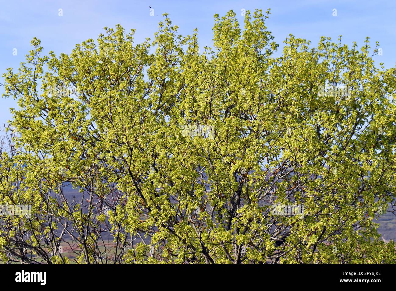 New flowers and leaves of the Montpellier maple (Acer monspessulanum ...