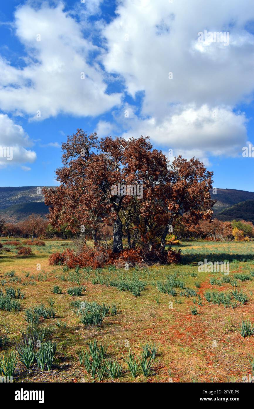Holm oaks (Quercus ilex) affected by drought and the parasitic fungus ...
