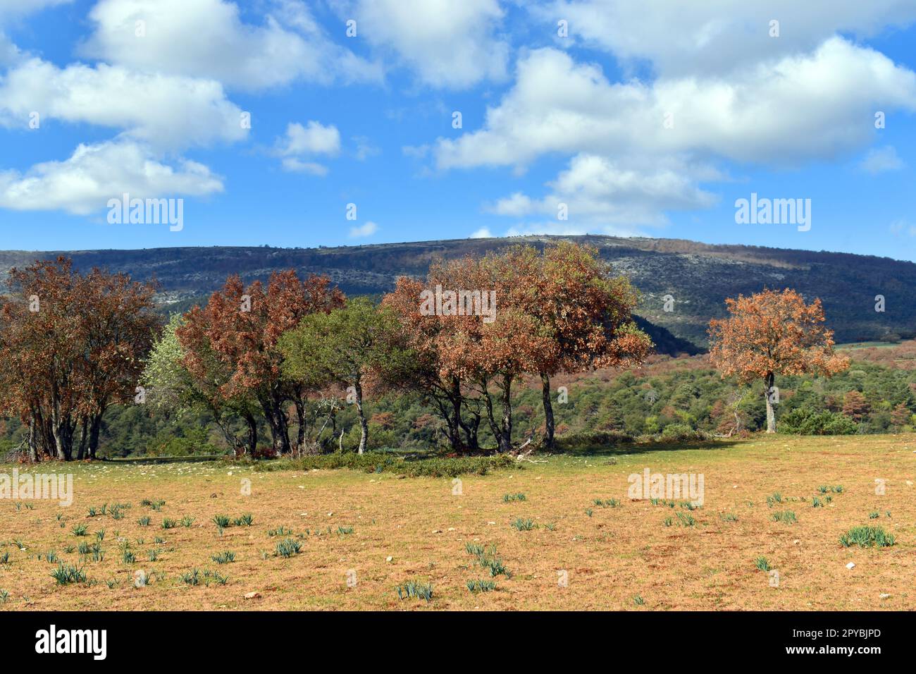 Holm oaks (Quercus ilex) affected by drought and the parasitic fungus ...
