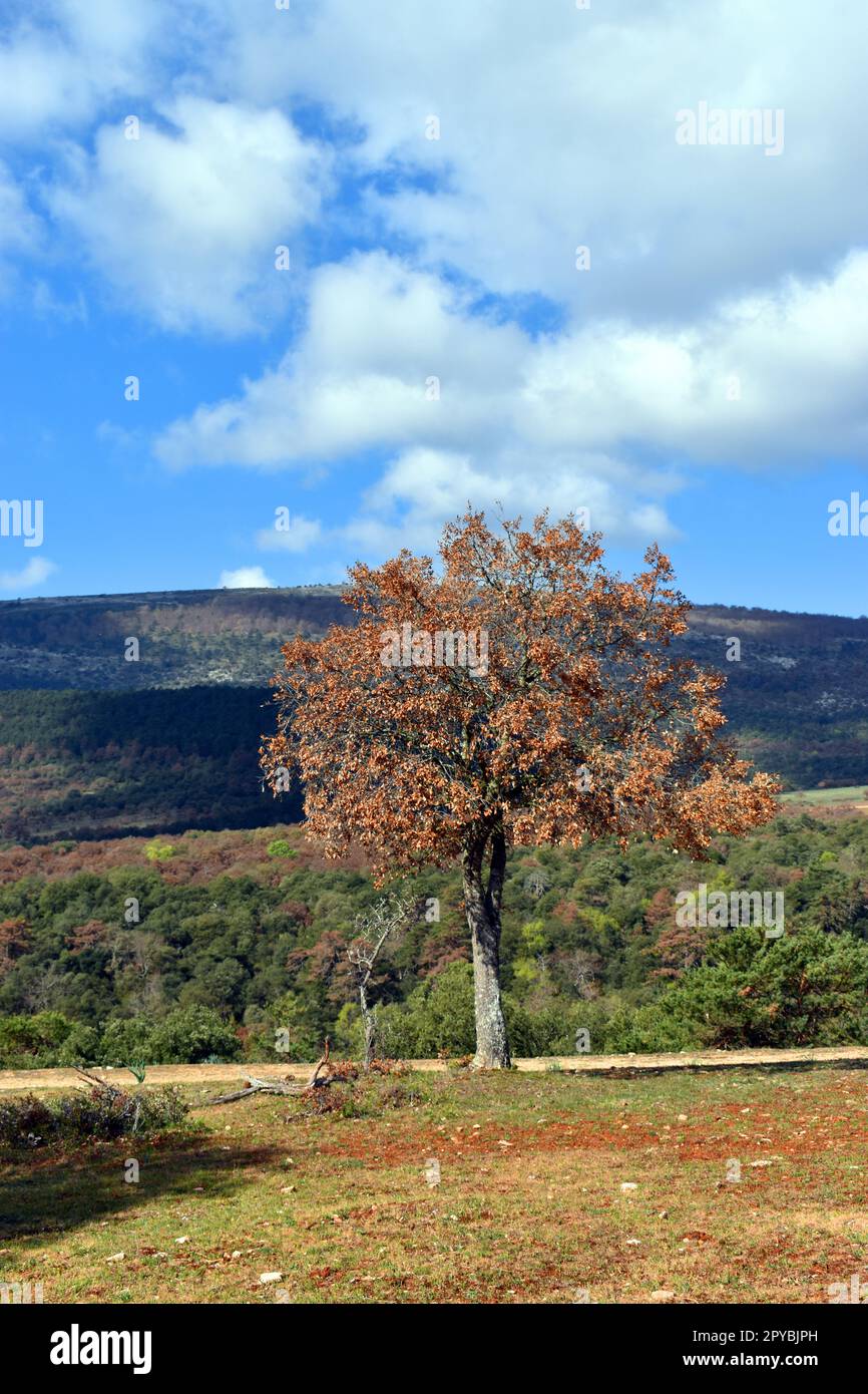 Holm oaks (Quercus ilex) affected by drought and the parasitic fungus ...