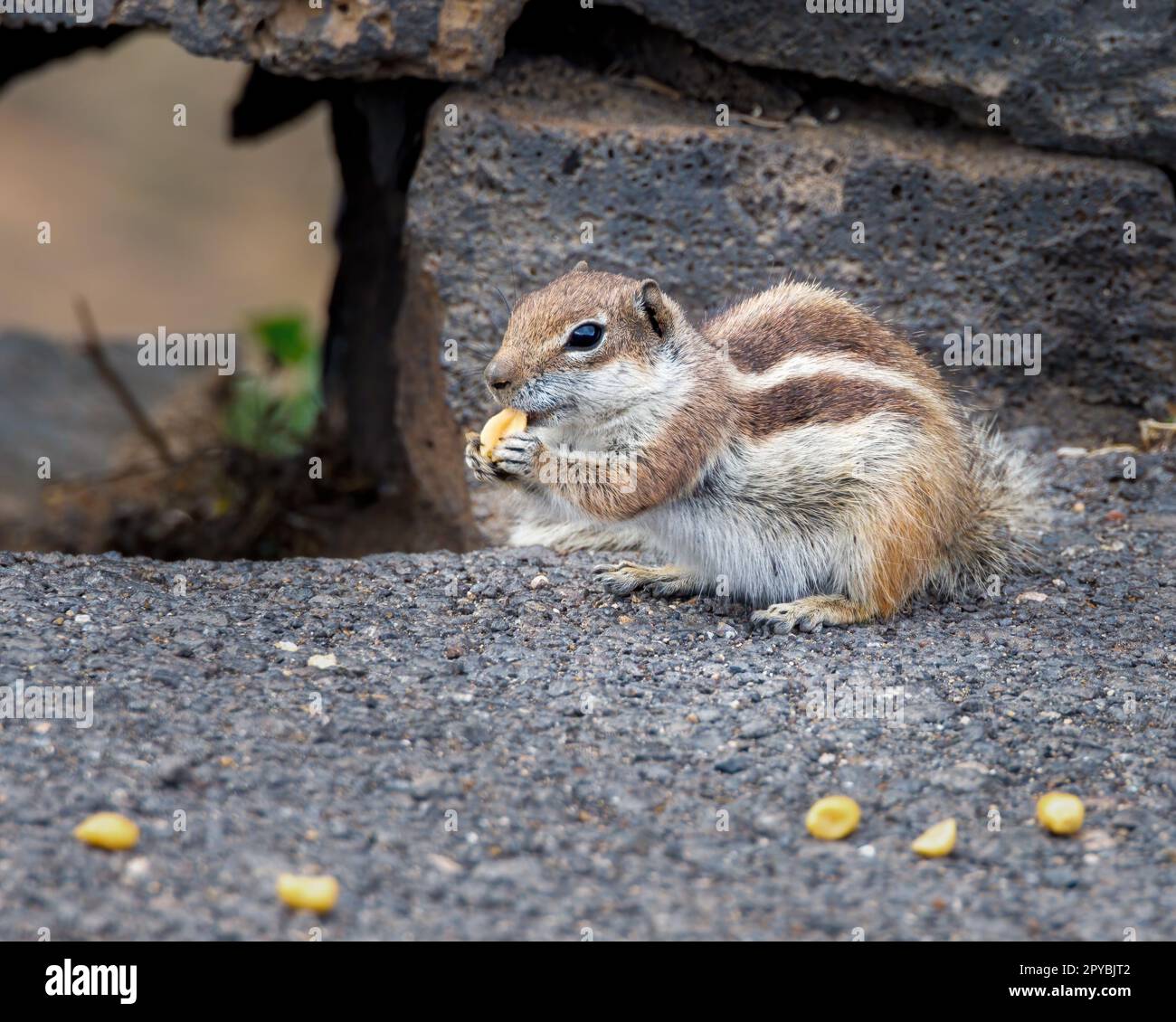 Overpopulated animals hi-res stock photography and images - Alamy