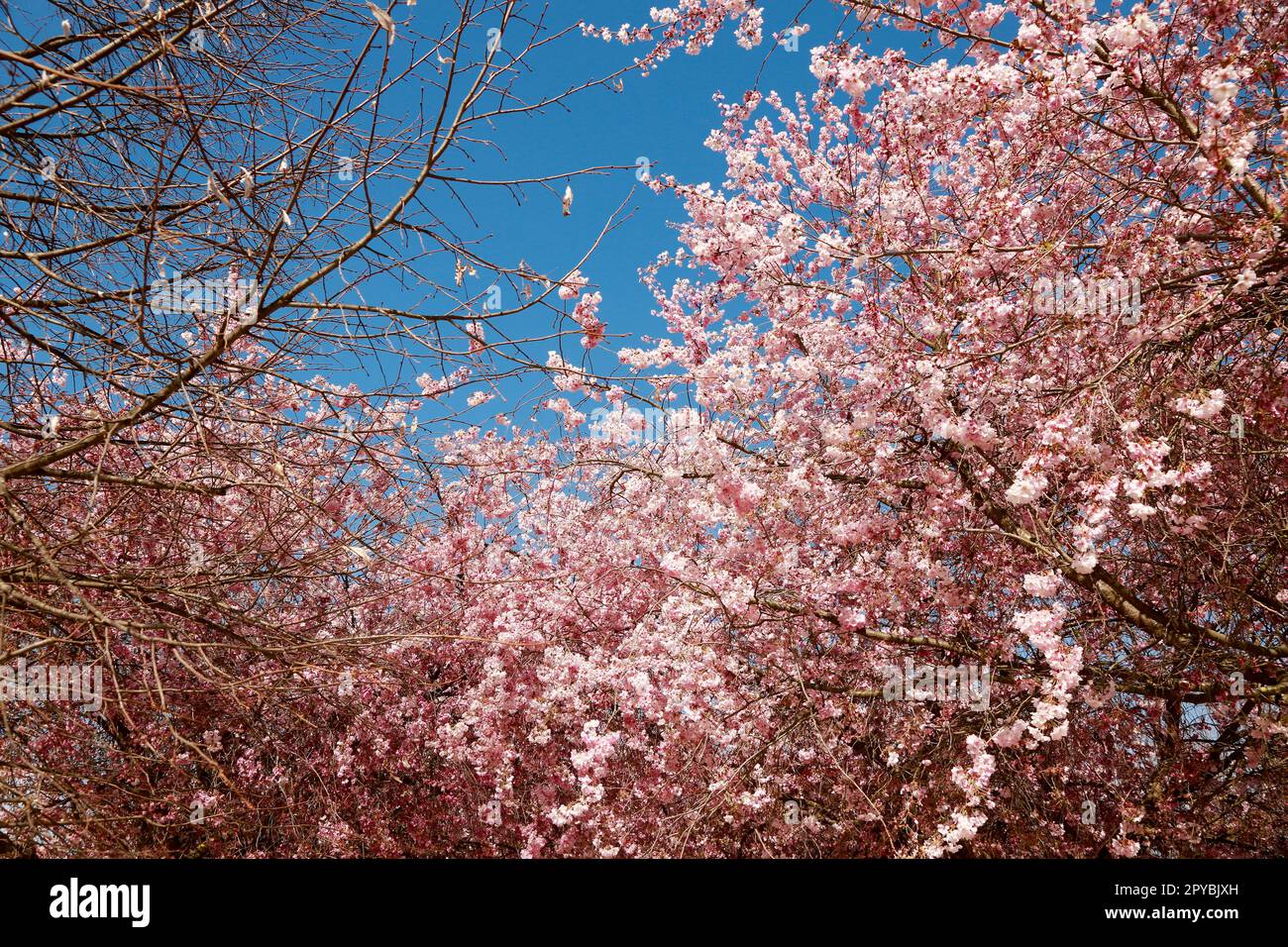 Cherry trees spring-blooming with pink flowers in a sunny garden, Italy ...