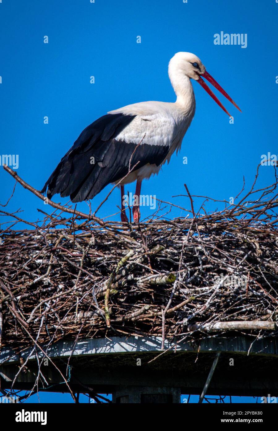 Waschow, Germany. 03rd May, 2023. A stork stands in its nest. More ...