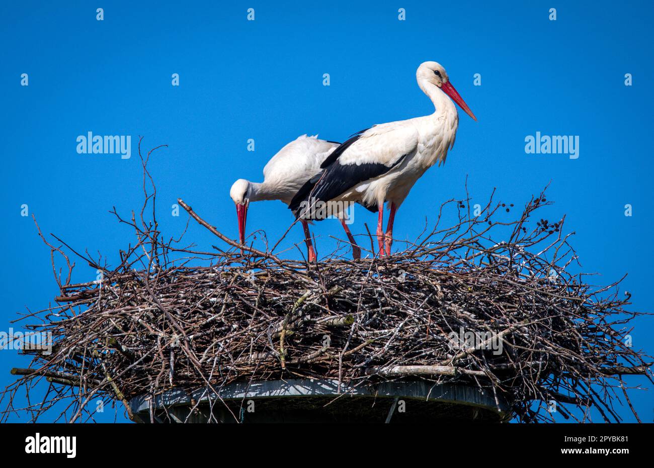 Waschow, Germany. 03rd May, 2023. Two storks stand in their nest. More ...