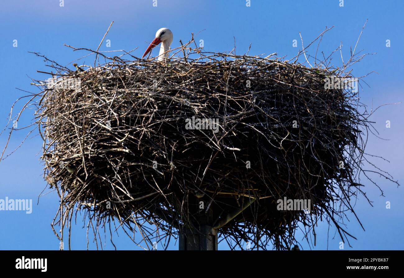 Waschow, Germany. 03rd May, 2023. A stork sits in its nest and can ...