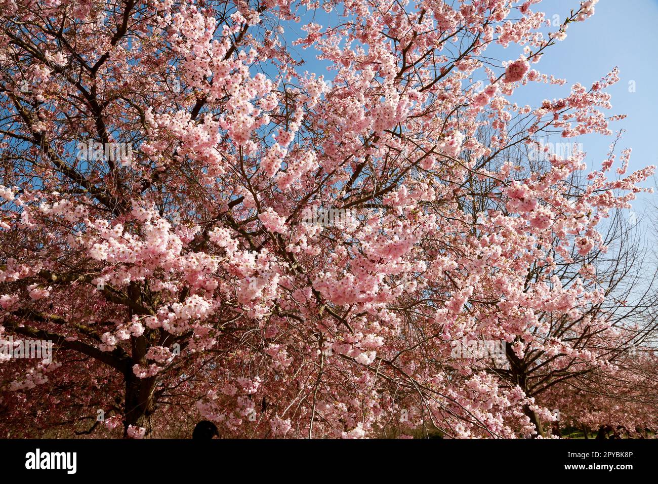Chicks and cherry blossoms hi-res stock photography and images - Alamy