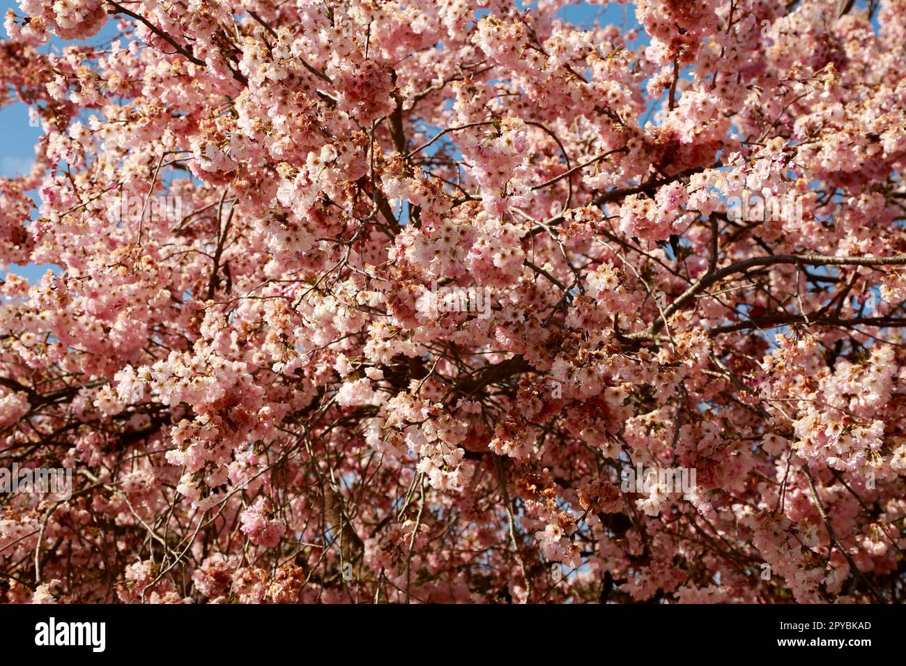 Chicks and cherry blossoms hi-res stock photography and images - Alamy