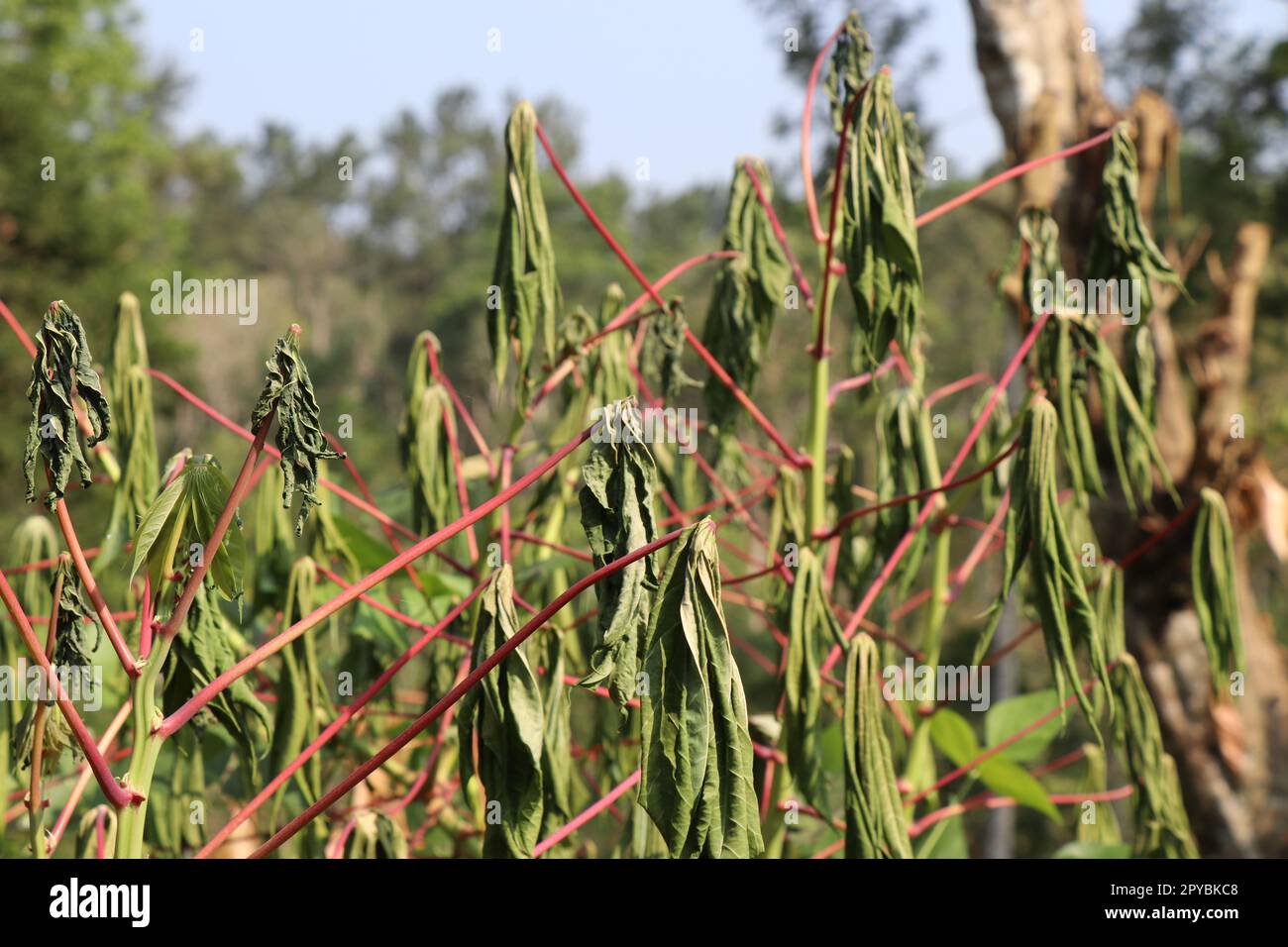 Dried leaves of a cassava plant, Dry leaf of a tapioca plant exposed to ...