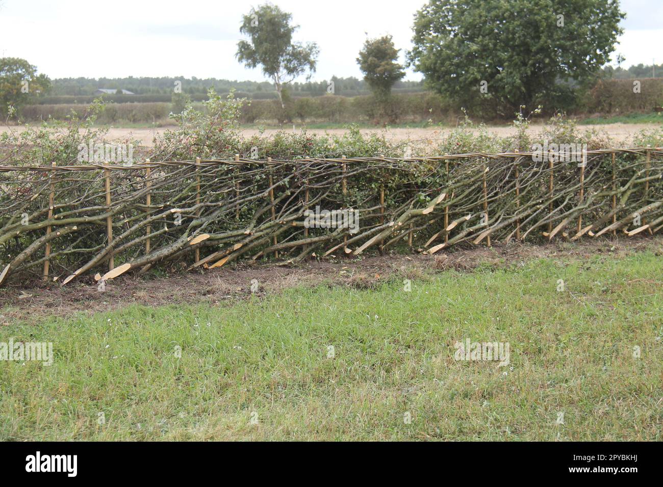 A Completed Section of a Hedge Laying Boundary Stock Photo - Alamy