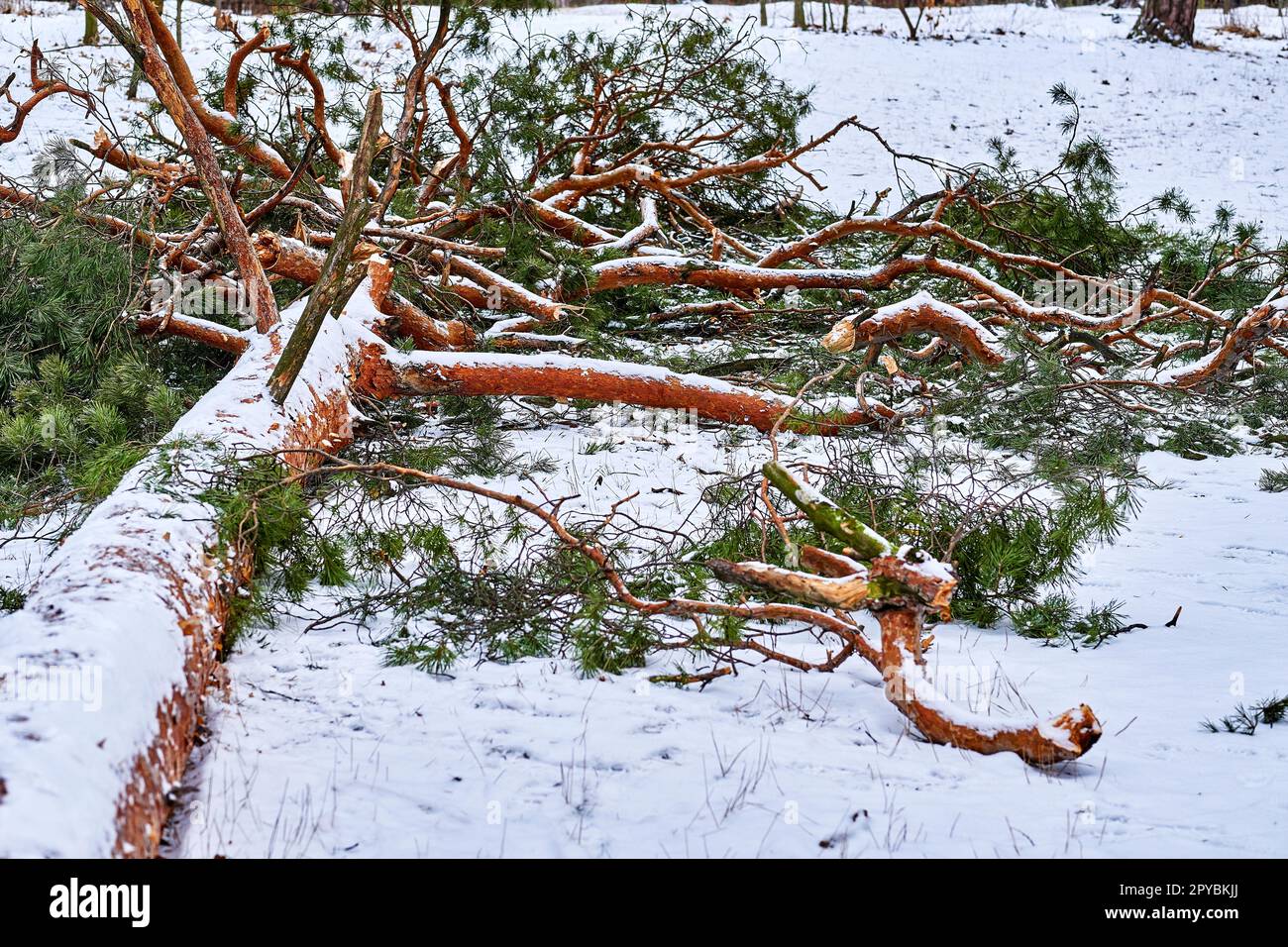 Tornado aftermath tree hi-res stock photography and images - Alamy