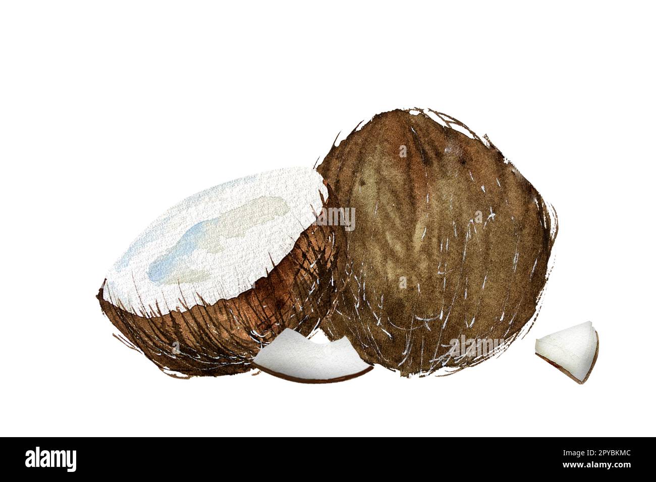 Watercolor illustration of coconut. Coconut fruits, pieces of coconut ...