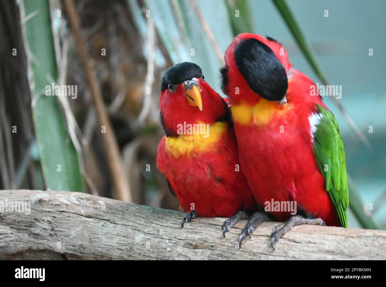Bashful Red Lori And Friend Stock Photo - Alamy