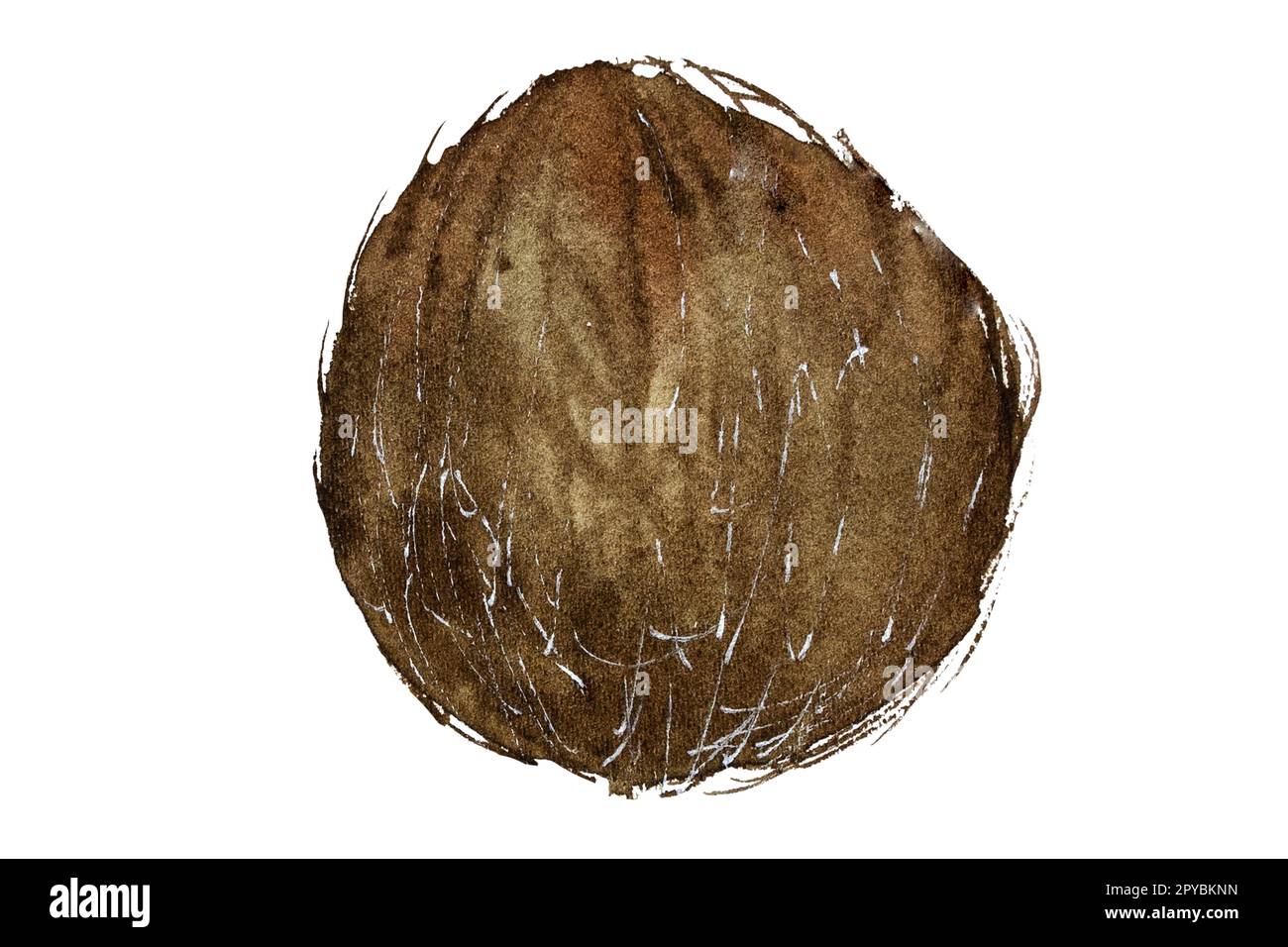 Watercolor illustration of coconut. Coconut fruits, pieces of coconut ...