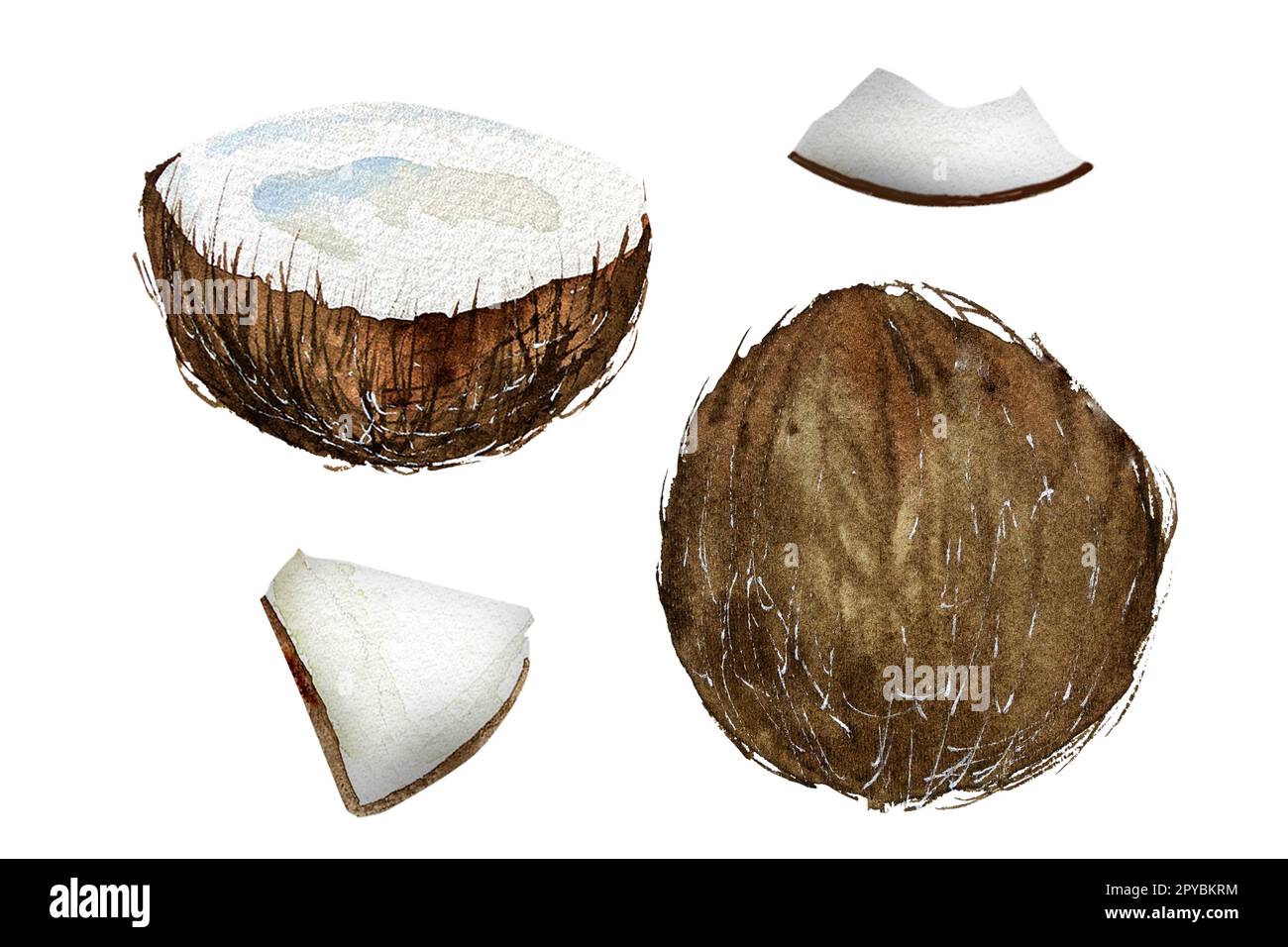 Watercolor illustration of coconut. Coconut fruits, pieces of coconut ...