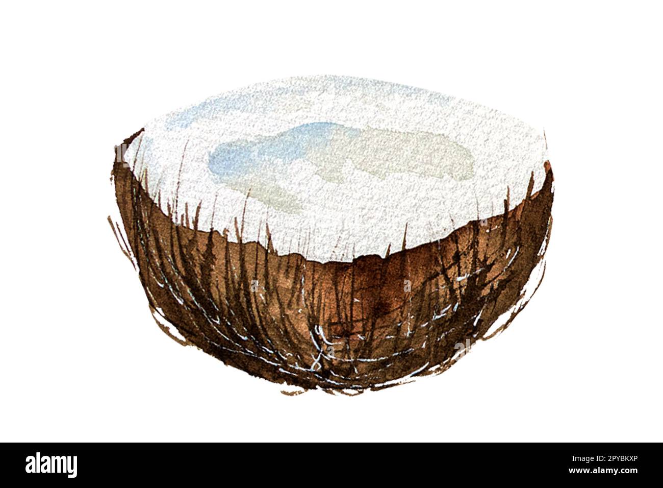 Watercolor illustration of coconut. Coconut fruits, pieces of coconut ...