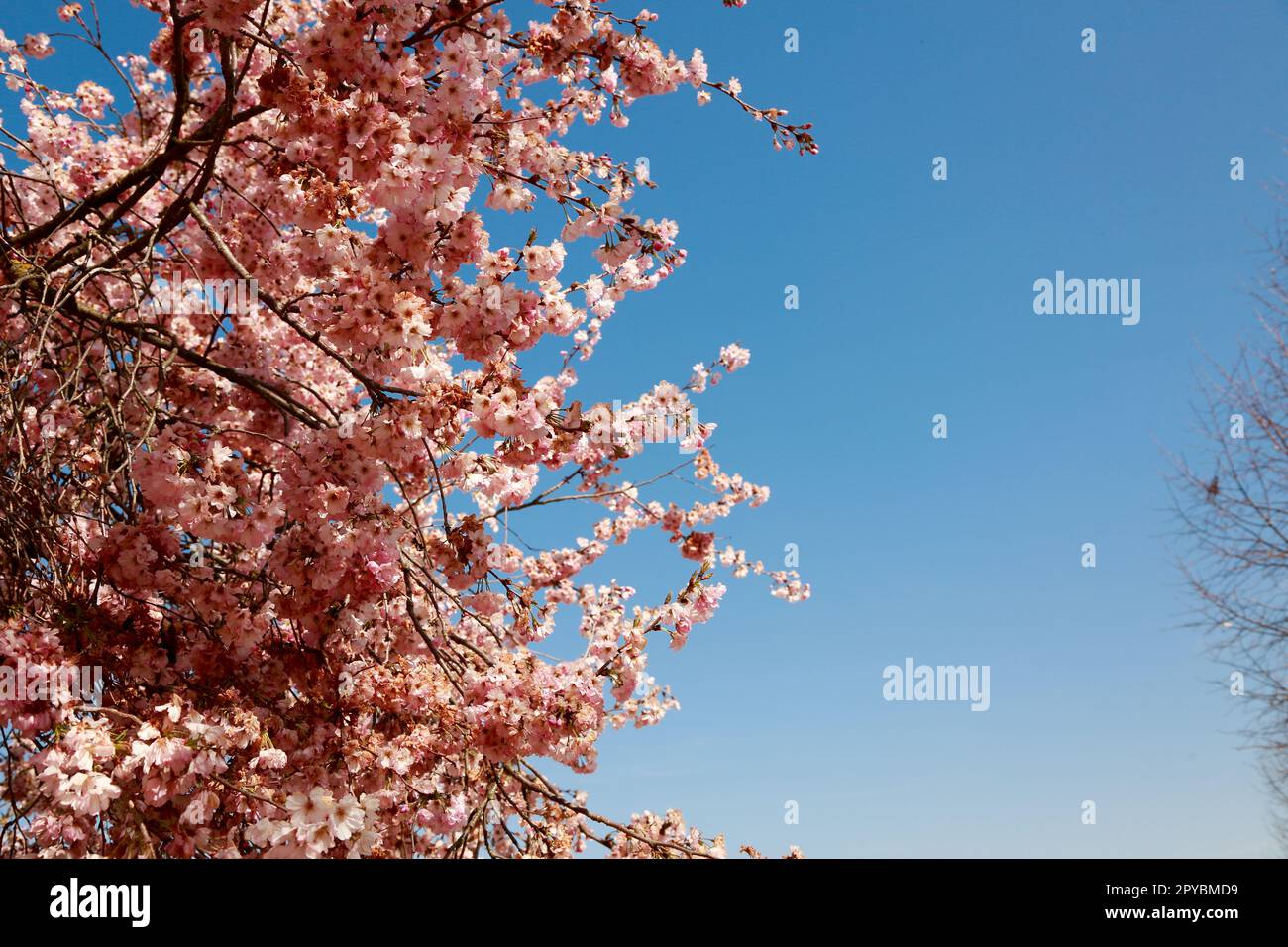 Chicks and cherry blossoms hi-res stock photography and images - Alamy