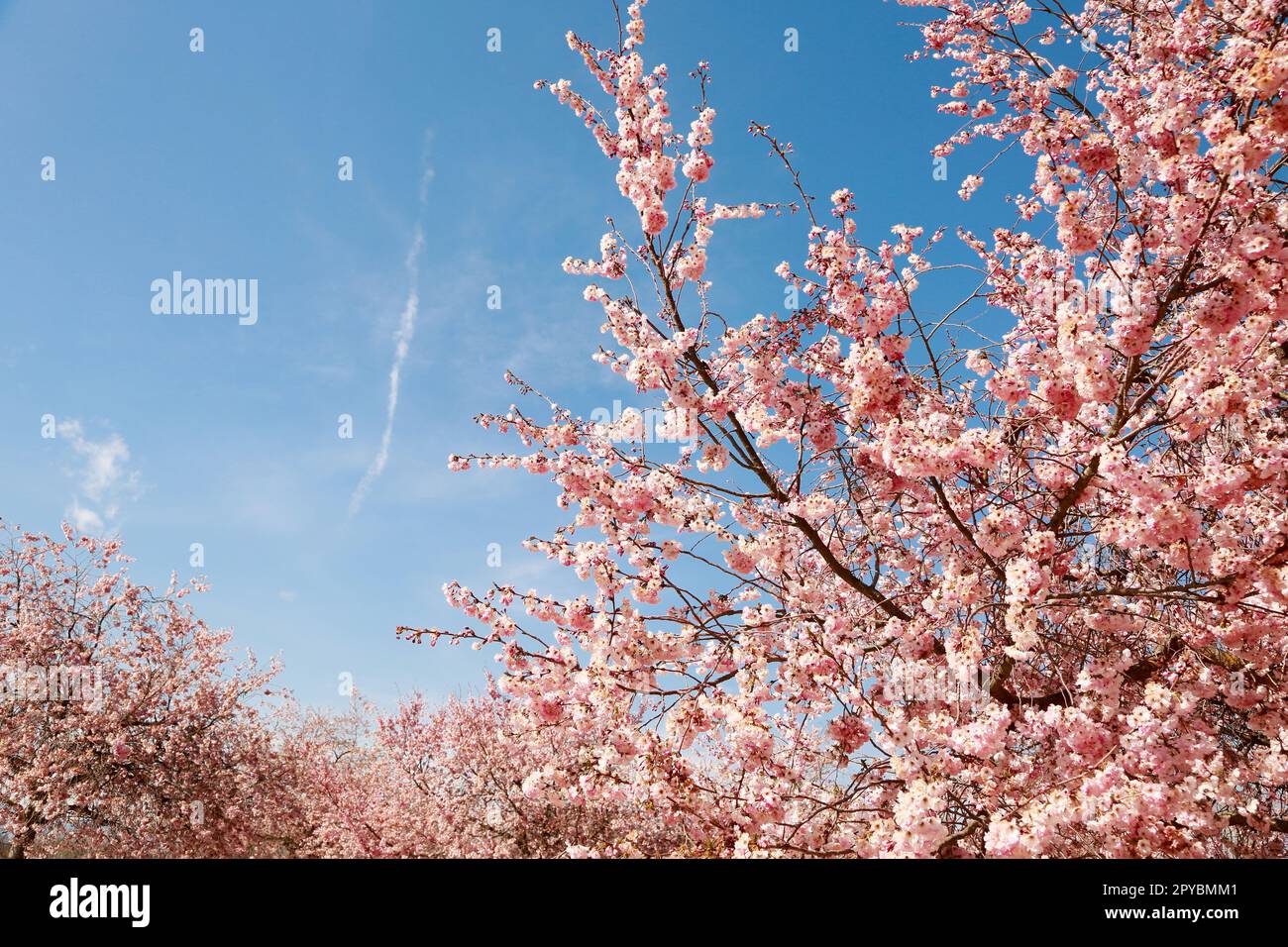 Chicks and cherry blossoms hi-res stock photography and images - Alamy