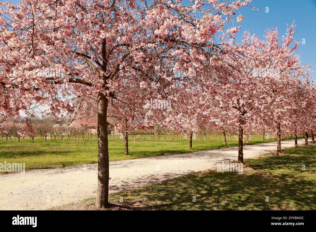 Chicks and cherry blossoms hi-res stock photography and images - Alamy