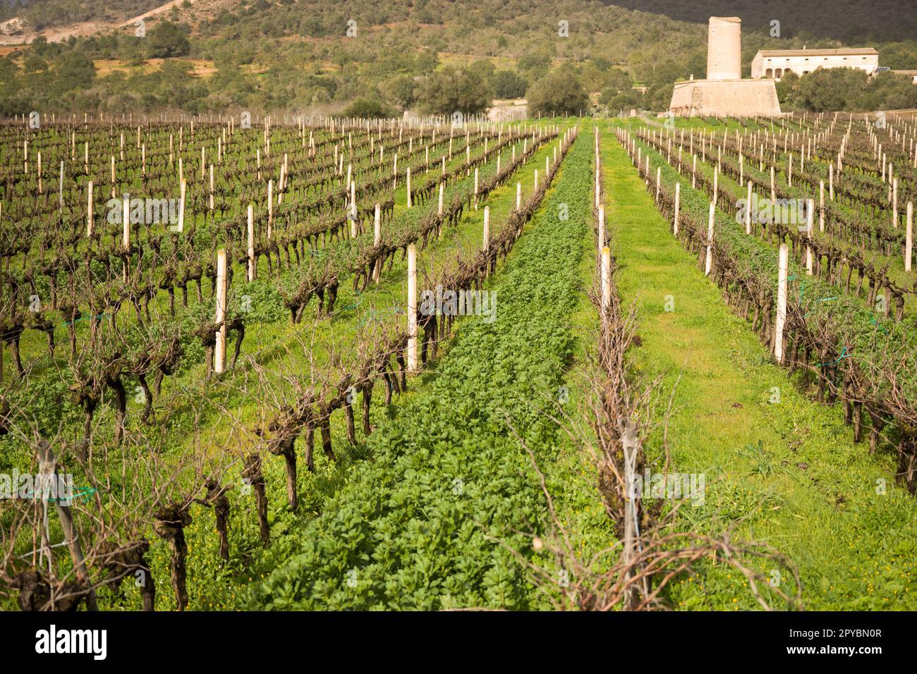 Planta de campo verde fresco hi-res stock photography and images - Alamy