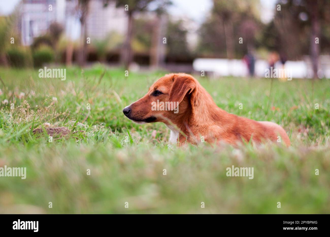 Outdoor alone stray puppy hi-res stock photography and images - Alamy
