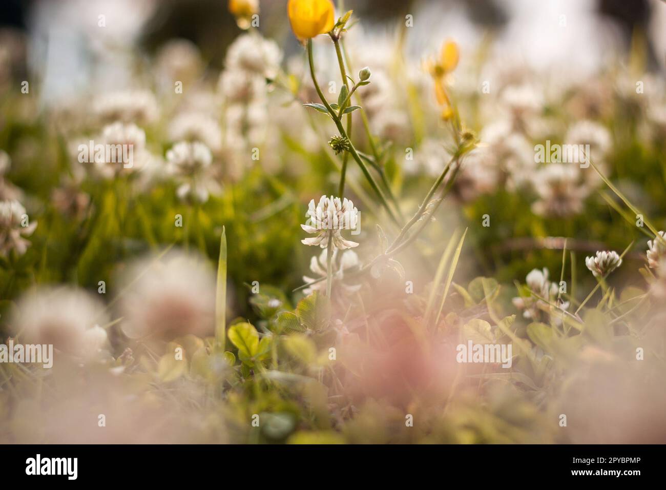 Spring flowers on grass hi-res stock photography and images - Alamy
