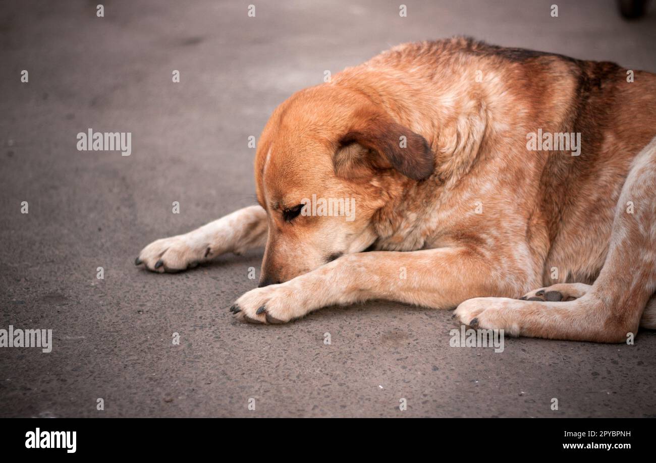 Alone with her dog hi-res stock photography and images - Alamy