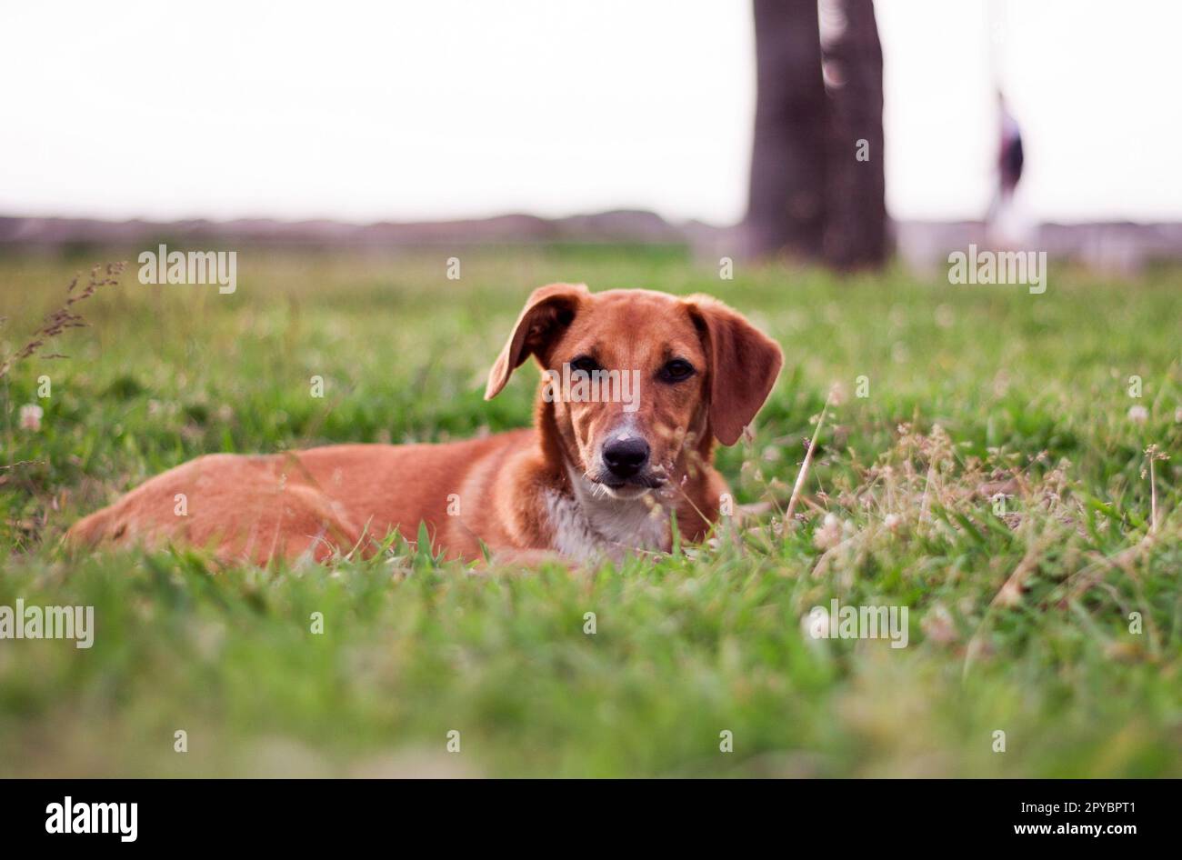 Alone with her dog hi-res stock photography and images - Alamy