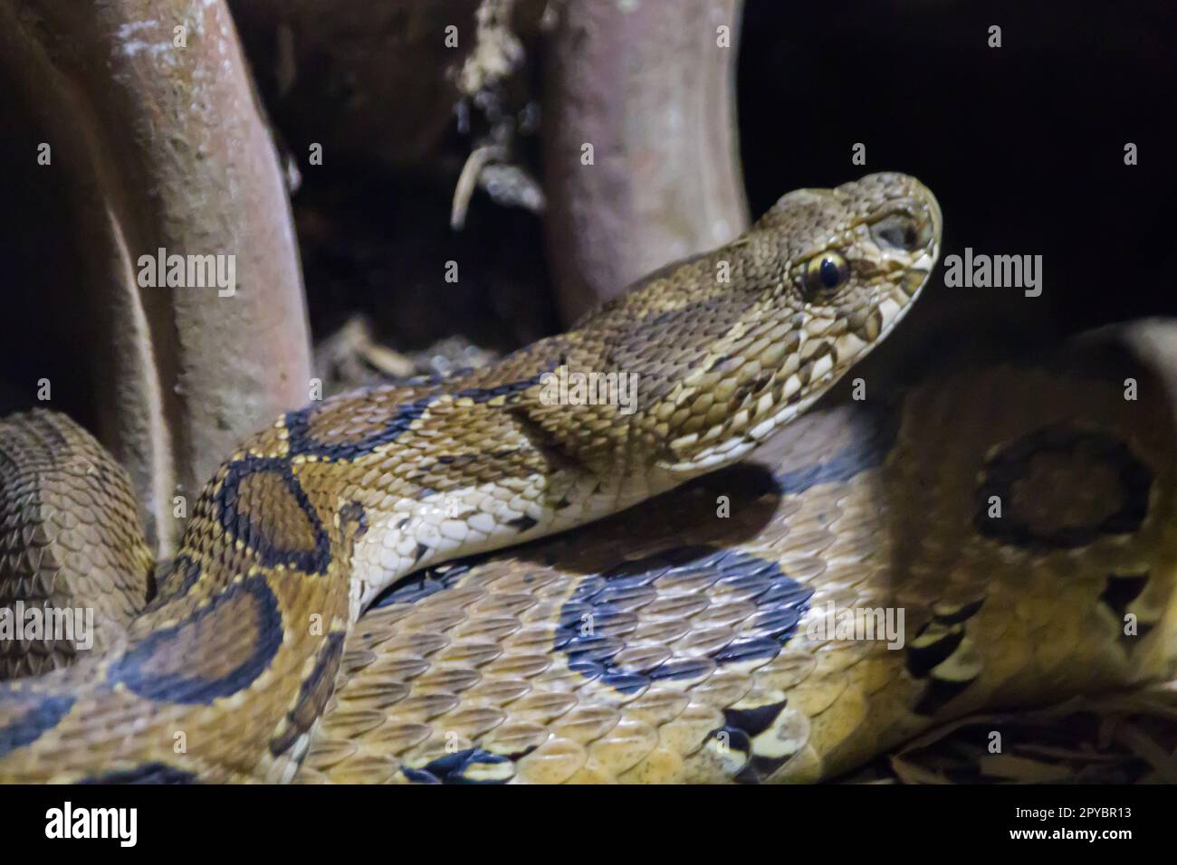 Venomous snakes of sri lanka hi-res stock photography and images - Alamy
