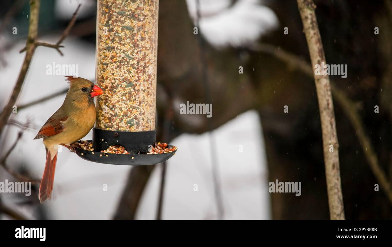 Northern cardinal female at bird feeder with seeds Stock Photo - Alamy