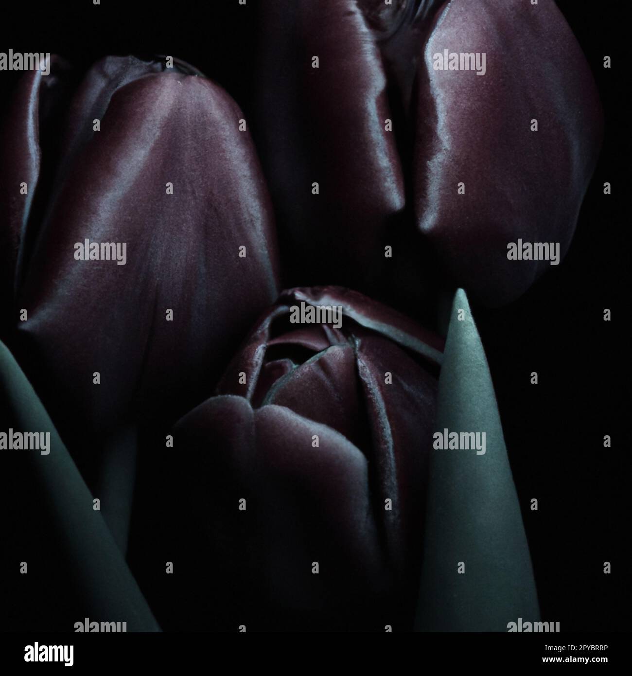 Black tulips. Paul Scherer tulip buds. Selection and tulip mania ...