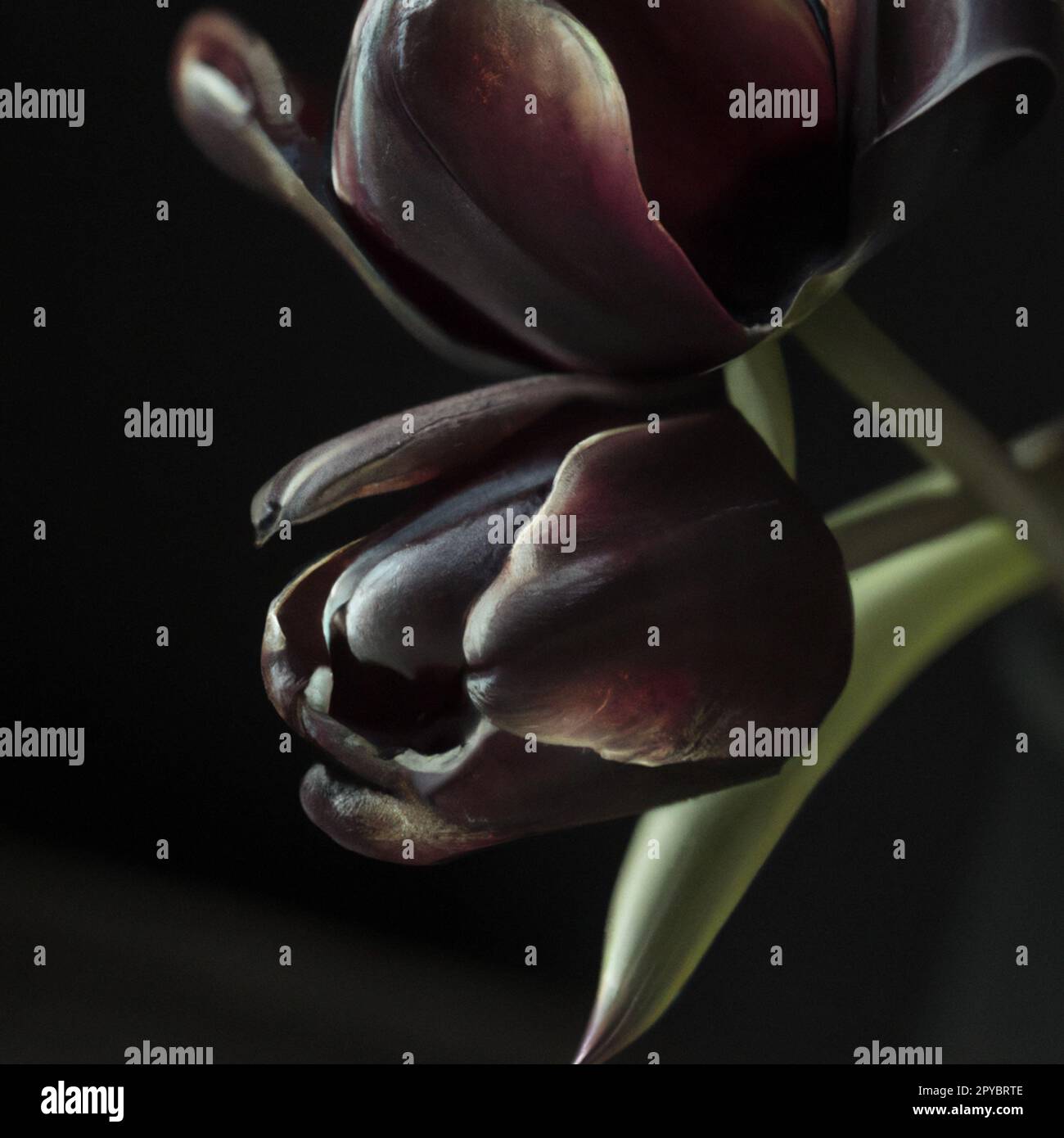Black tulips. Paul Scherer tulip buds. Selection and tulip mania ...