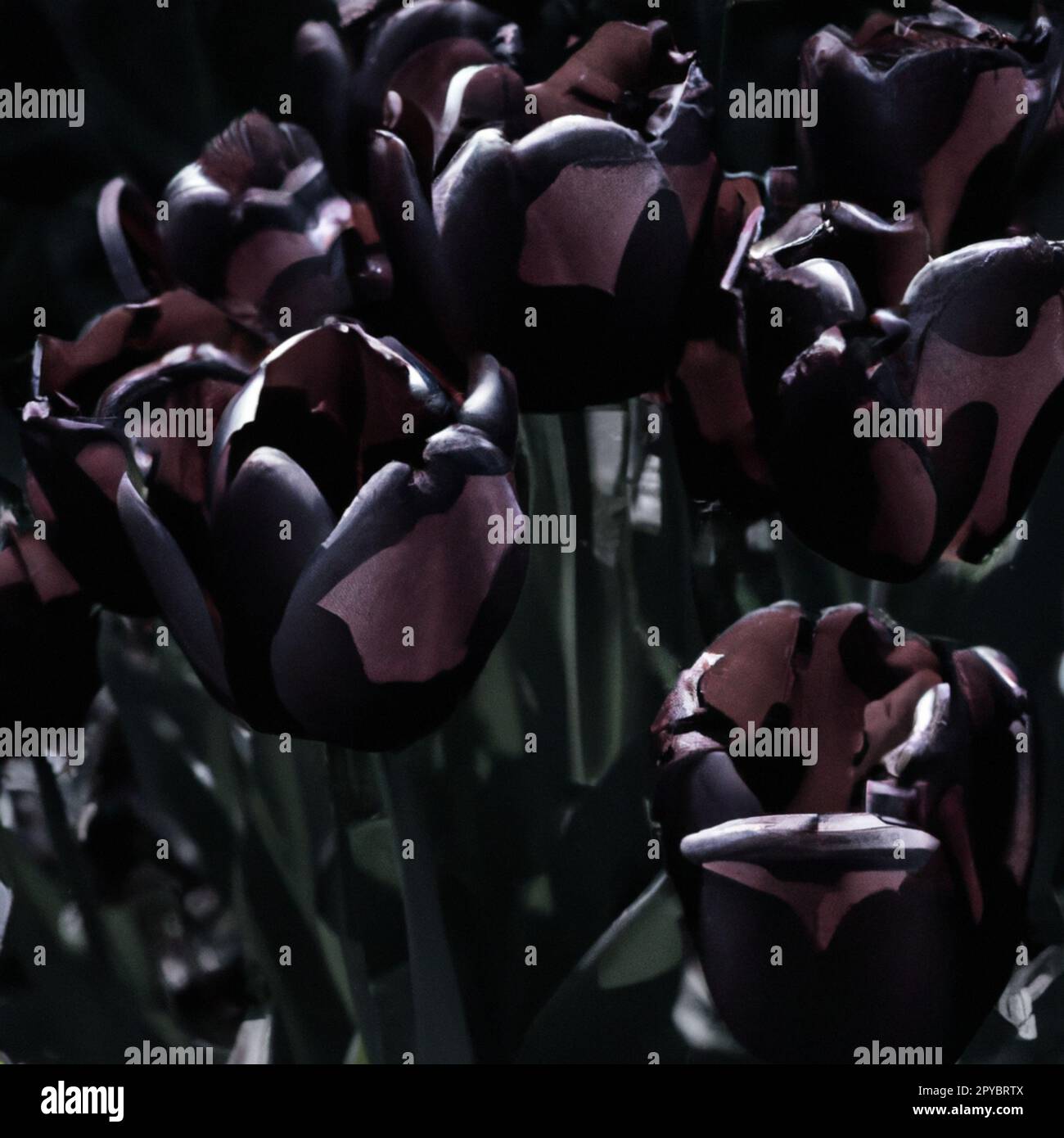 Black tulips. Paul Scherer tulip buds. Selection and tulip mania ...