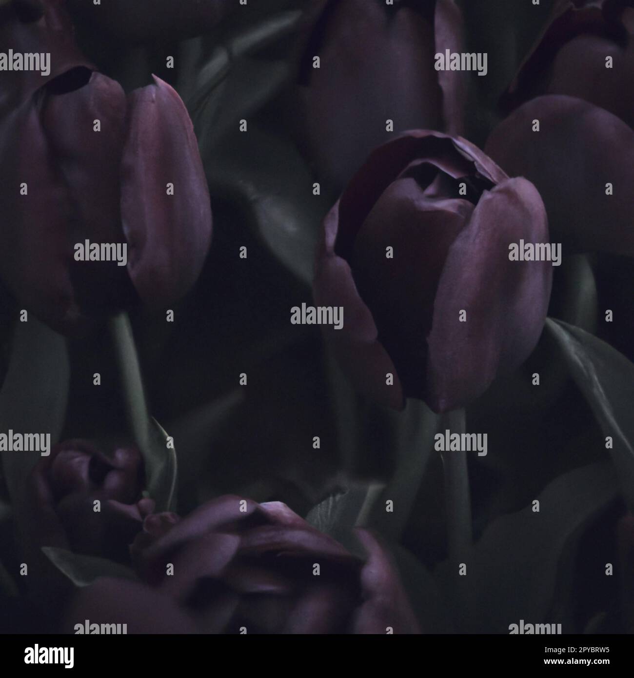 Black tulips. Paul Scherer tulip buds. Selection and tulip mania ...