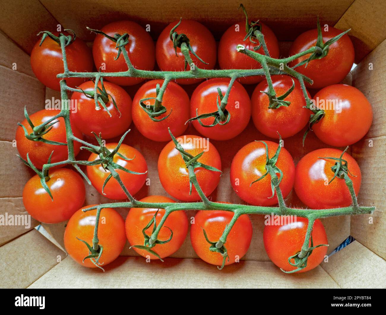 Piccolo vine cherry tomatoes in a cardboard punnet Stock Photo - Alamy