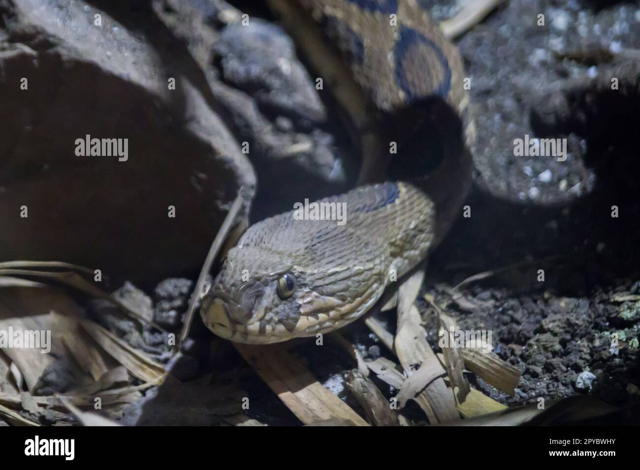 Russell's viper snake raising its head for movement or hunting prey. It ...