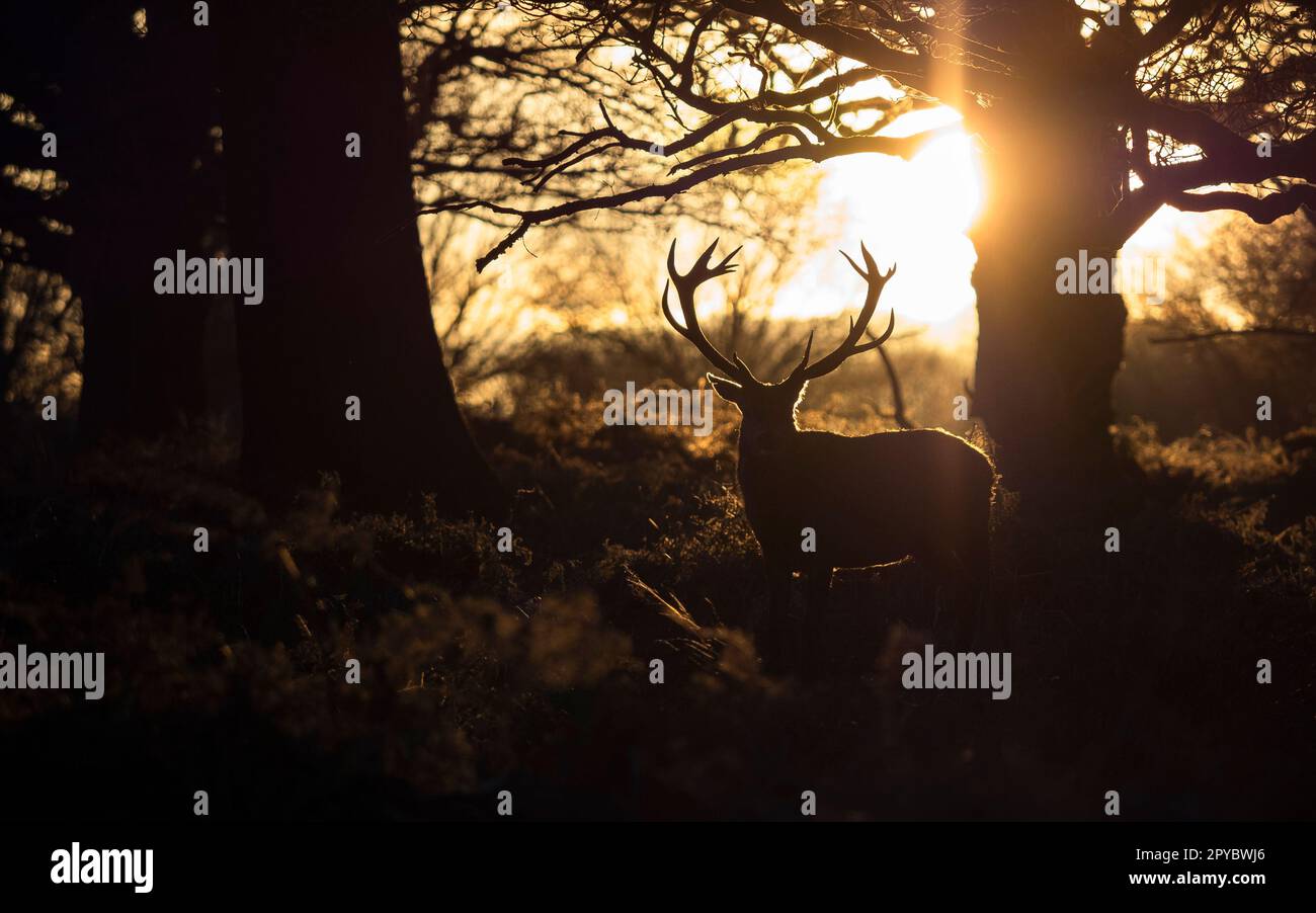 Stag in the forest with a amazing light and sunset Stock Photo - Alamy