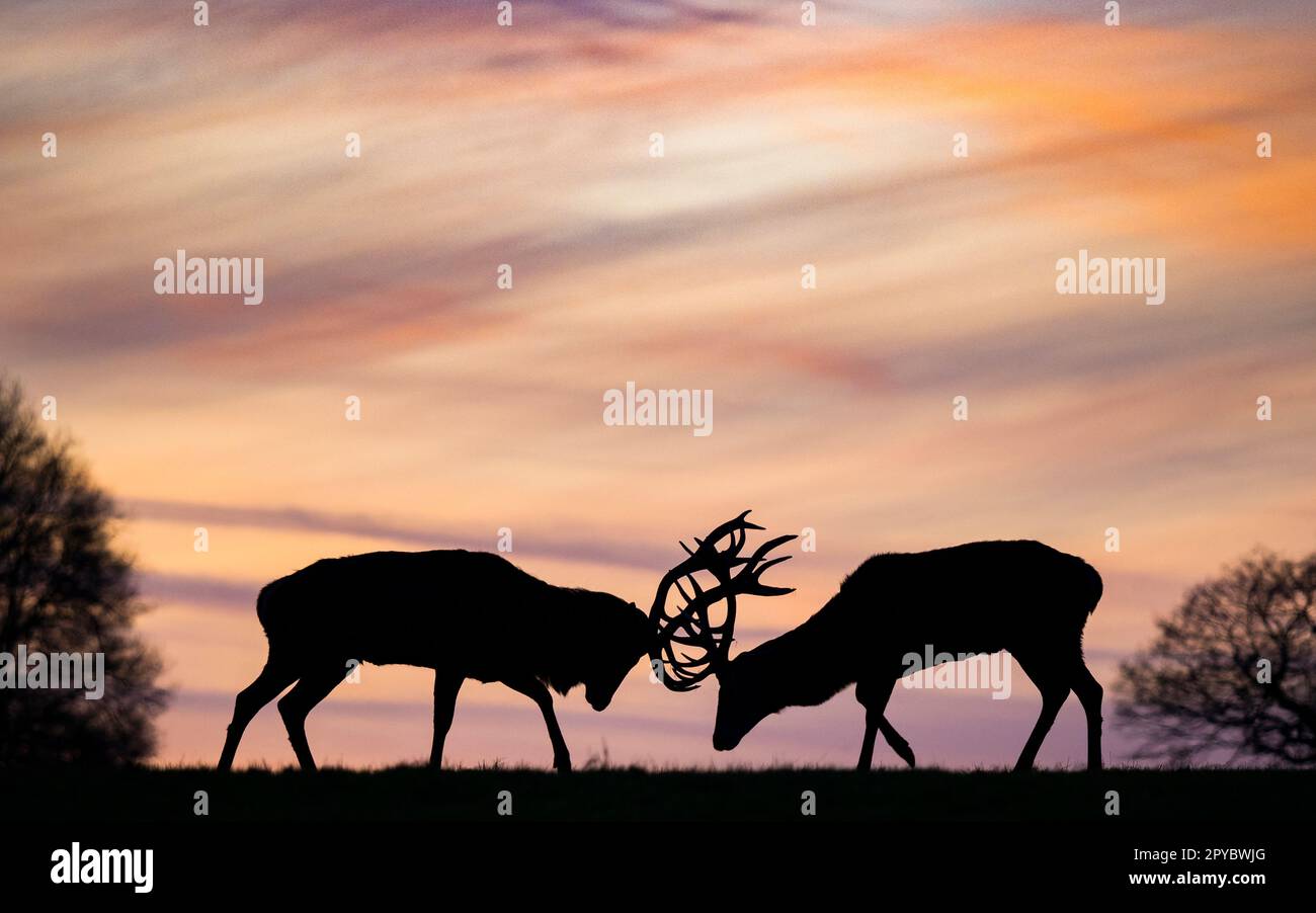Two stags in a fight with a beautiful sunset Stock Photo - Alamy