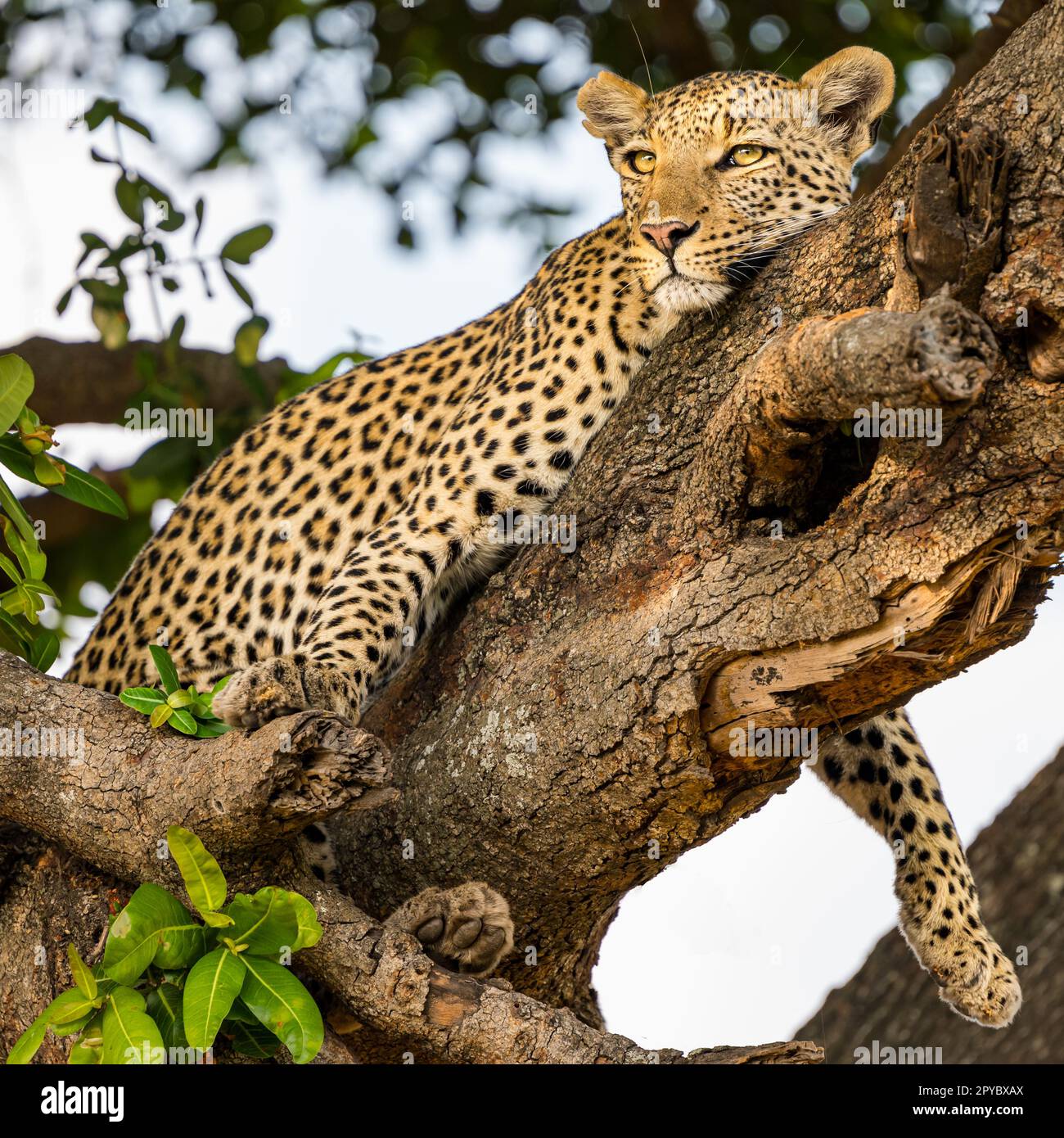 An alert leopard (Panthera pardus) resting on a tree branch keeping watch, Okavanga Delta ...