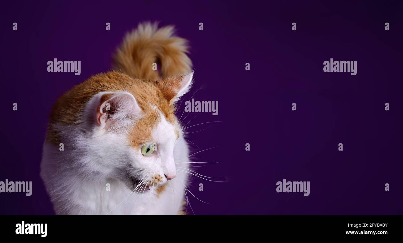 Cute tabby cat making funny face with mouth open on purple background ...
