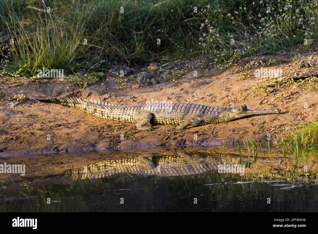 Indian gharial eating fish hi-res stock photography and images - Alamy