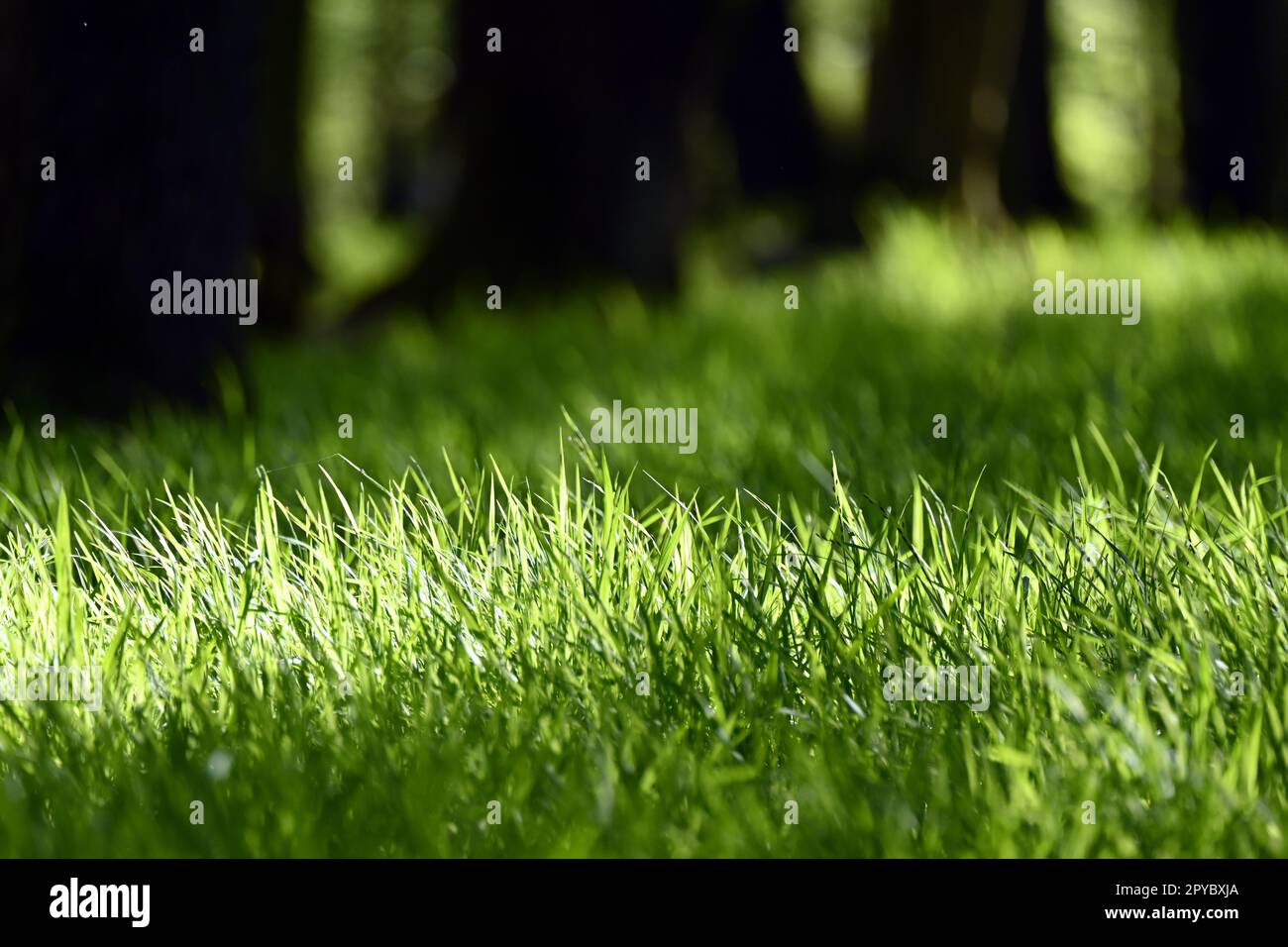 Green grass in forest hi-res stock photography and images - Alamy