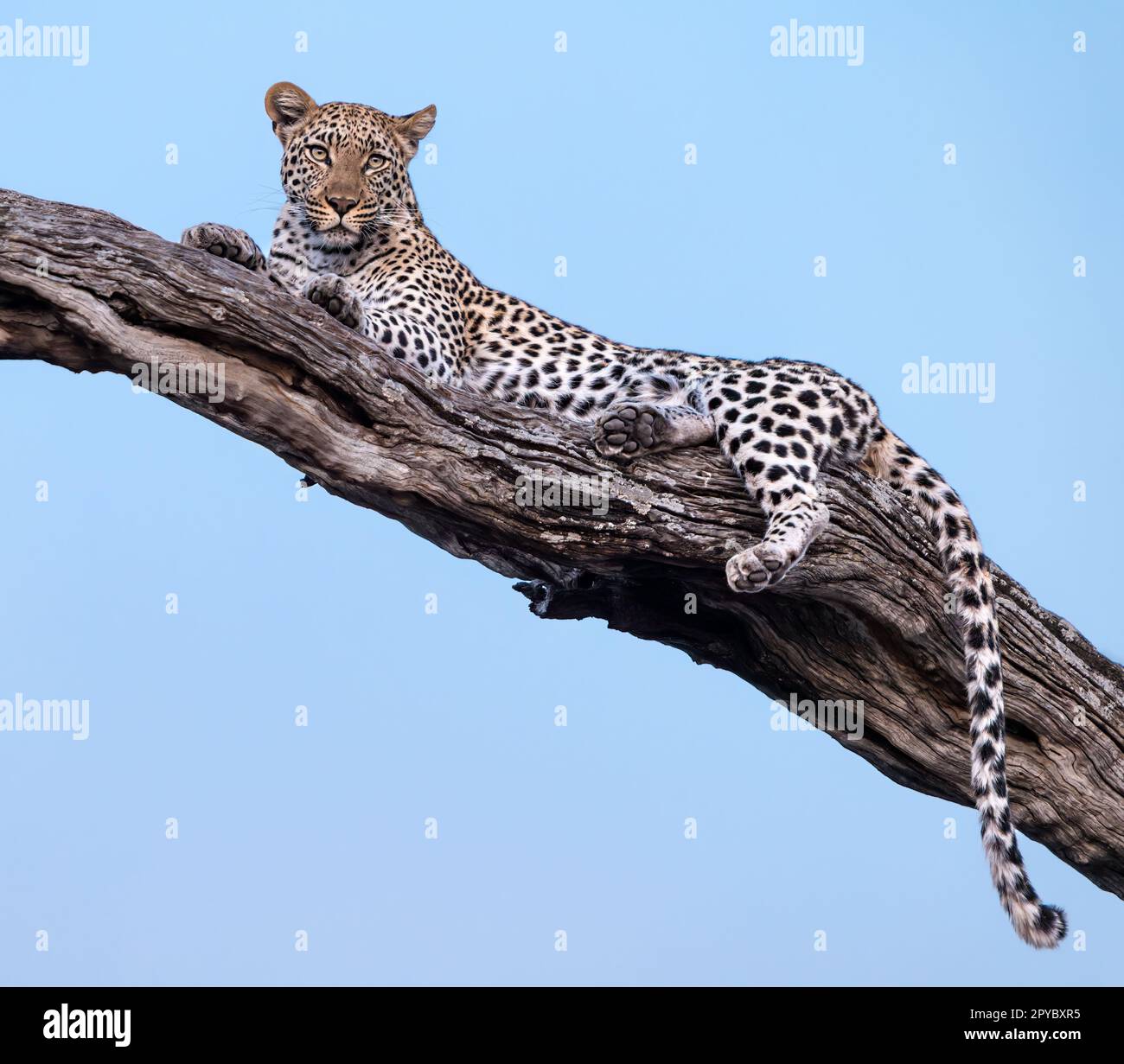 A relaxed leopard (Panthera pardus) resting on a tree branch, Okavanga Delta, Botswana, Africa ...