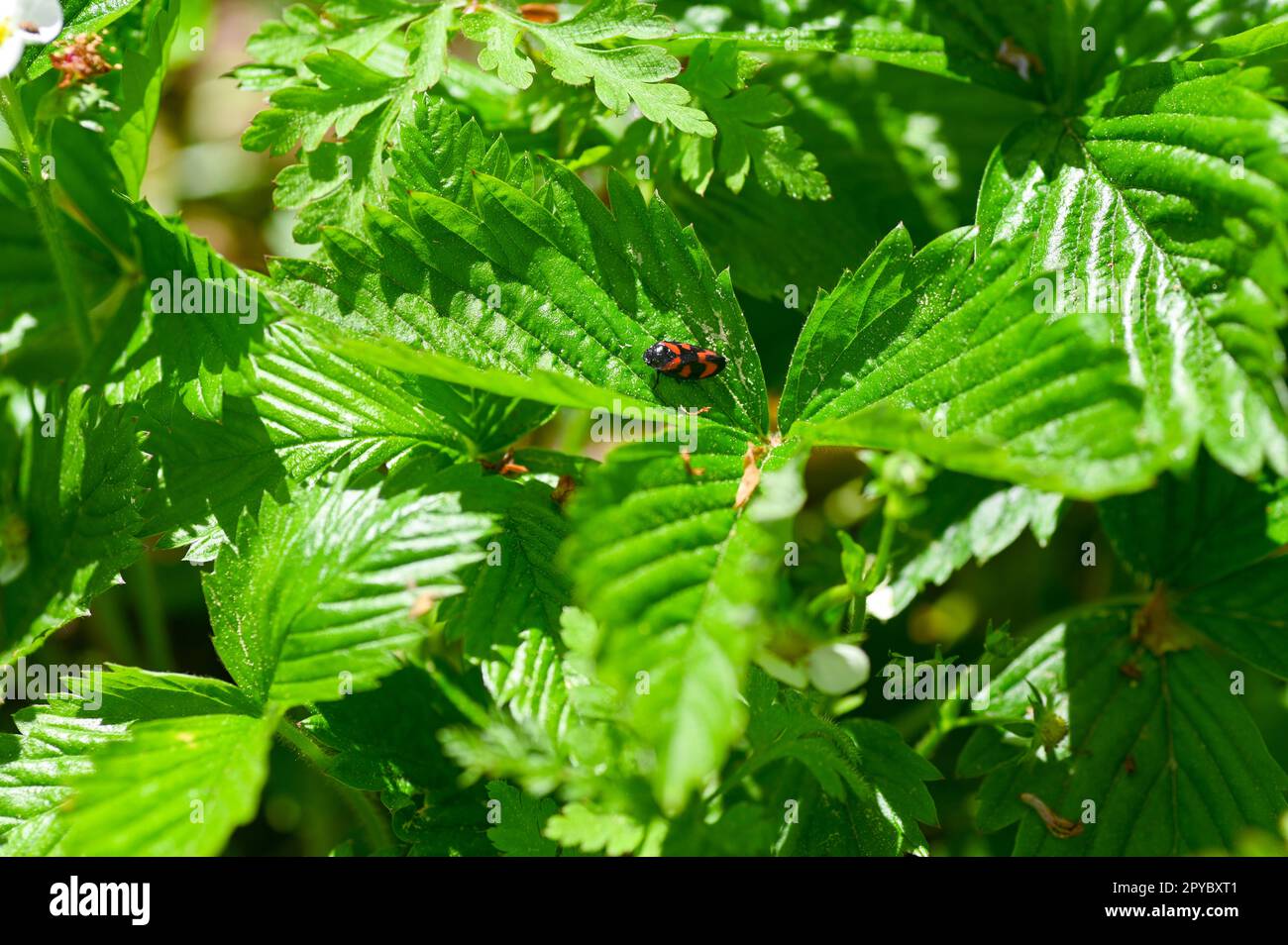 Cicadas chirping hi-res stock photography and images - Alamy
