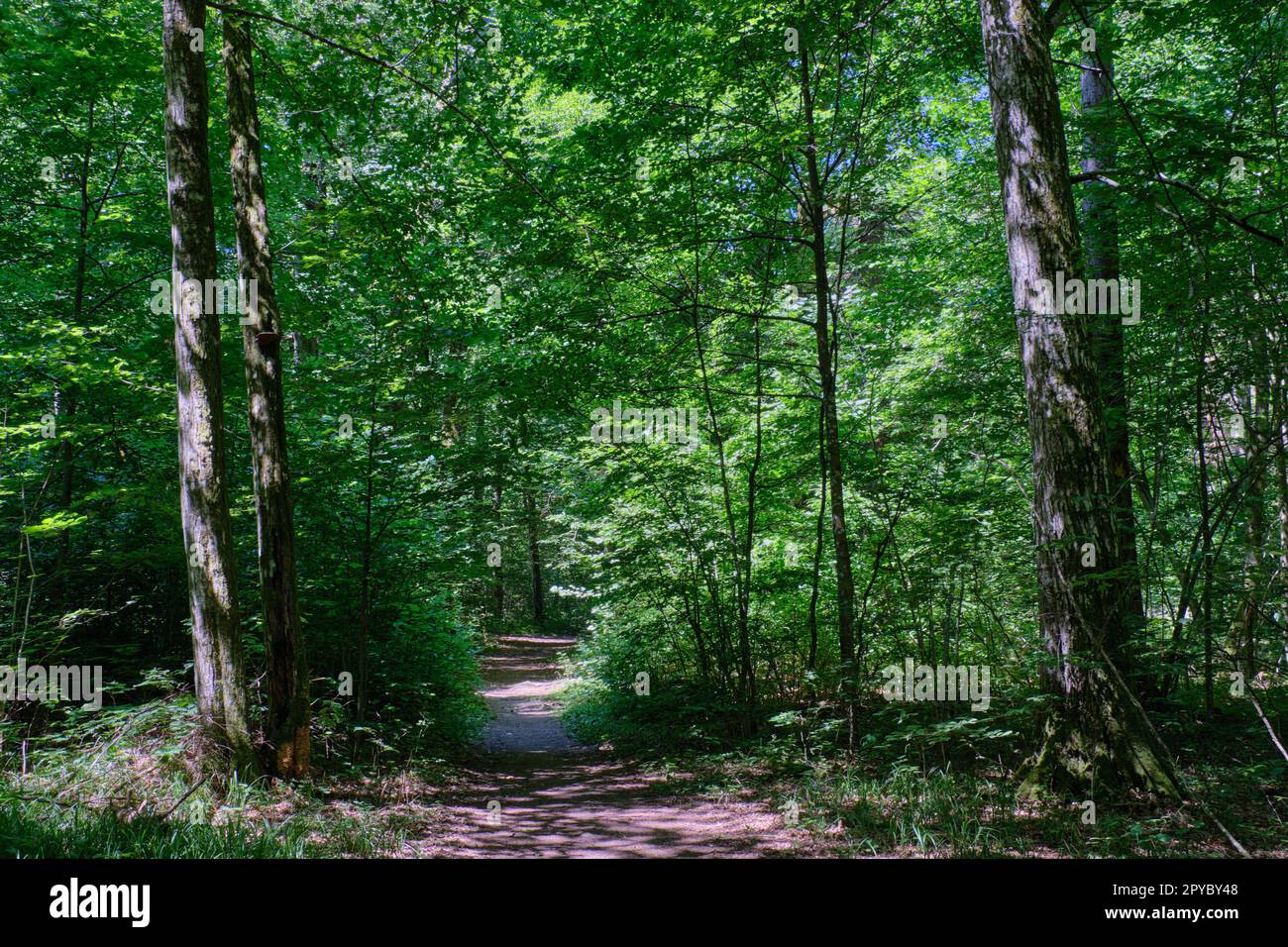 Deciduous stand of Bialowieza Forest and path Stock Photo - Alamy