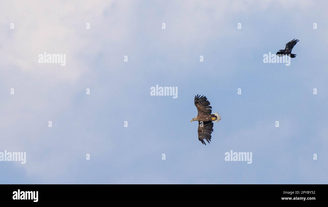 White-tailed-Eagle Crow chased against sky Stock Photo - Alamy