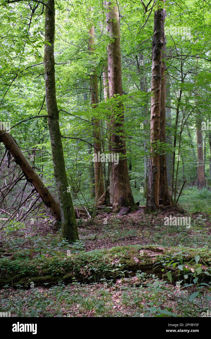 Summertime deciduous primeval forest with old trees Stock Photo - Alamy