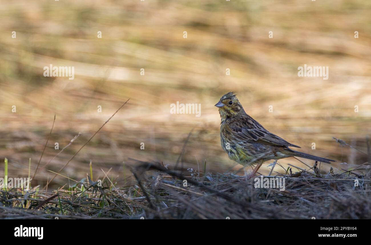 Yellowhammer(Emberiza citrinella female closeup Stock Photo - Alamy