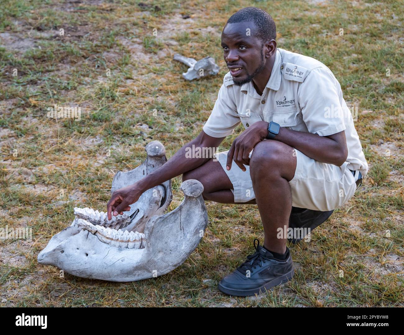 An African guide showing the teeth of an elephant skull, Okavanga Delta ...