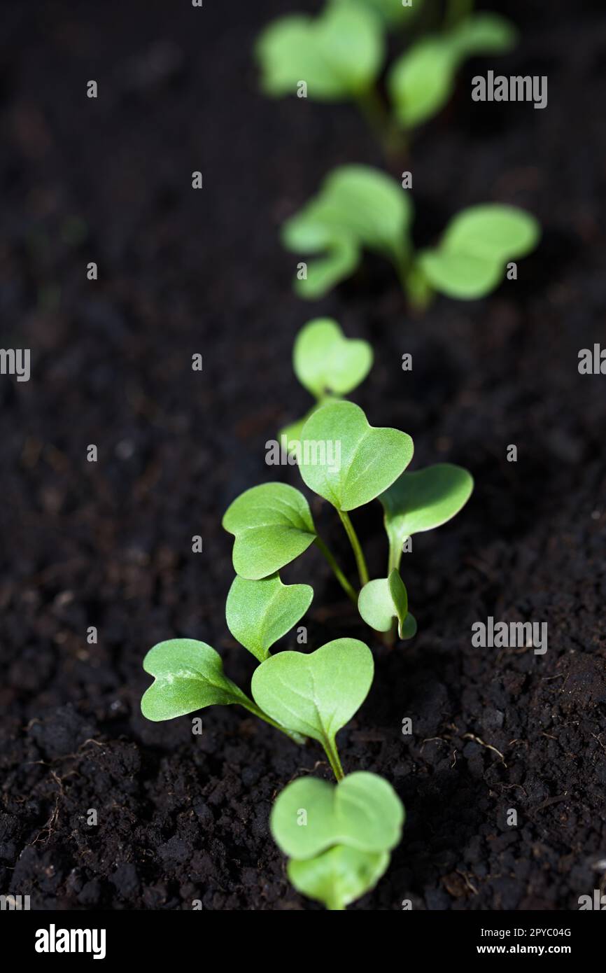 Green radish sprouts hi-res stock photography and images - Alamy