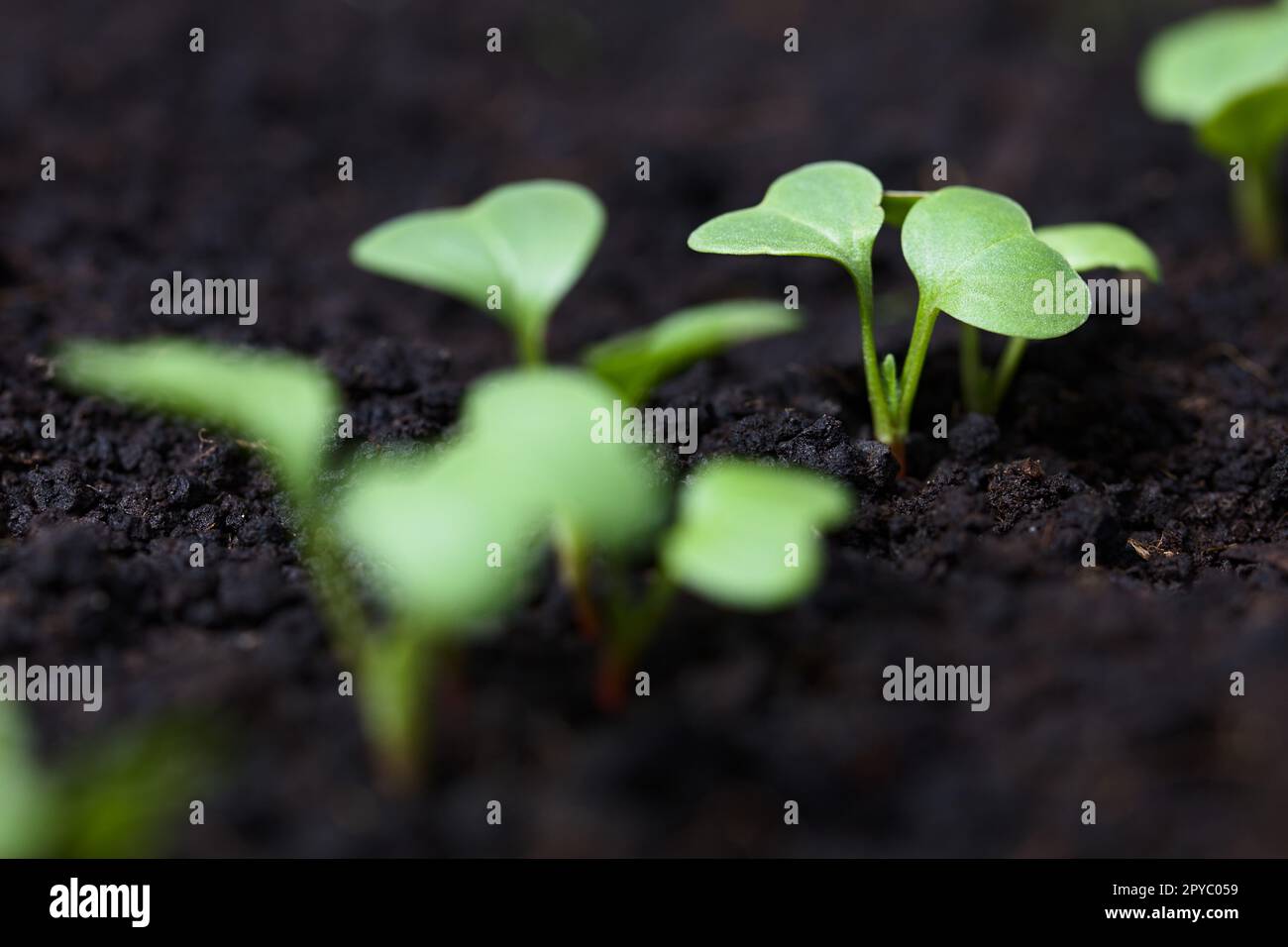 Young radish seedlings sprouts hi-res stock photography and images - Alamy